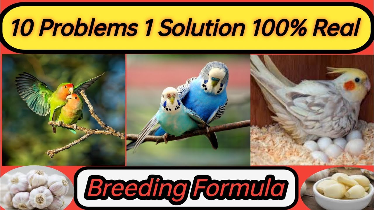 Birds 10 Problems 1 Solution 100% Real | Har Masla Ka Hall Sirf 1 Cheez | Breeding Formula For ...