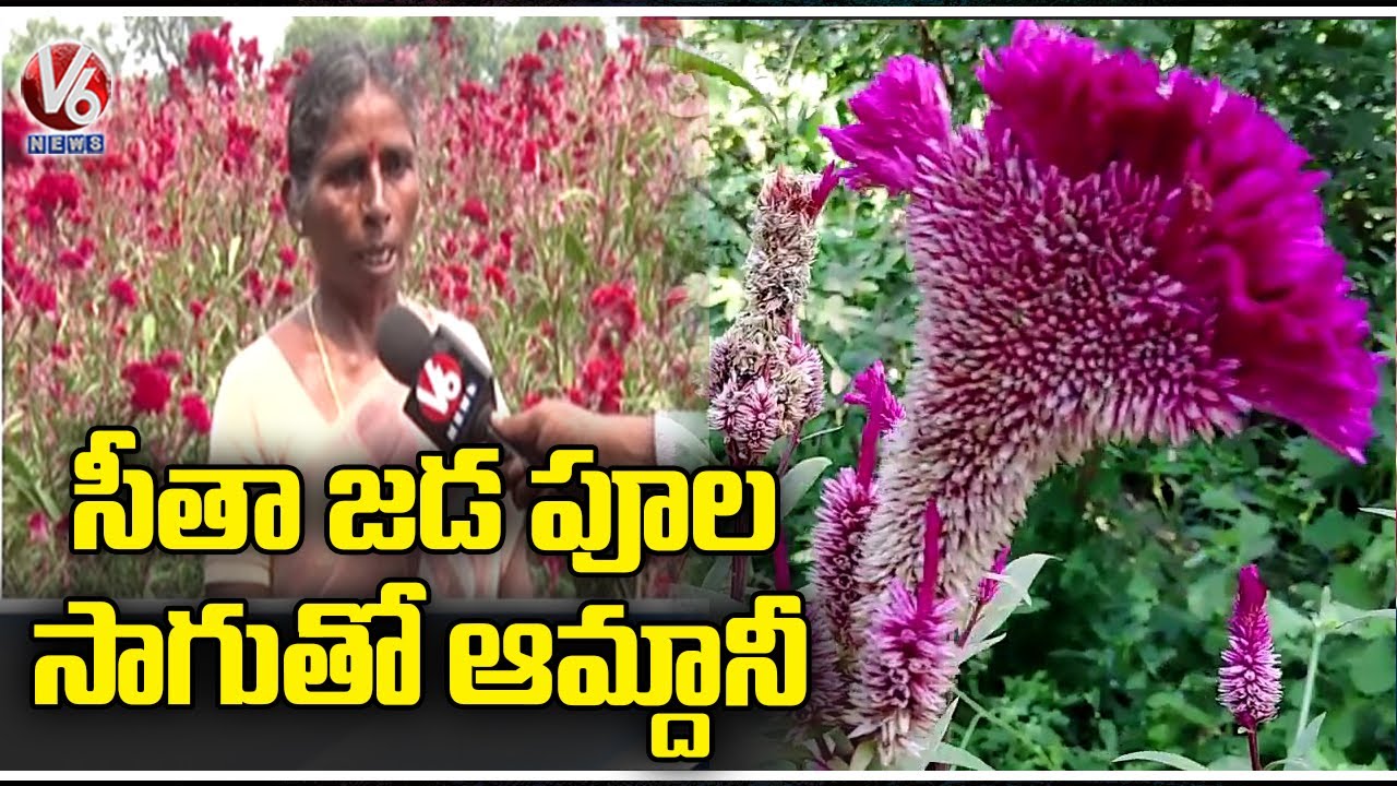 Special Report On Sita Jada Flowers Farming | Bathukamma 2022 | V6 News ...