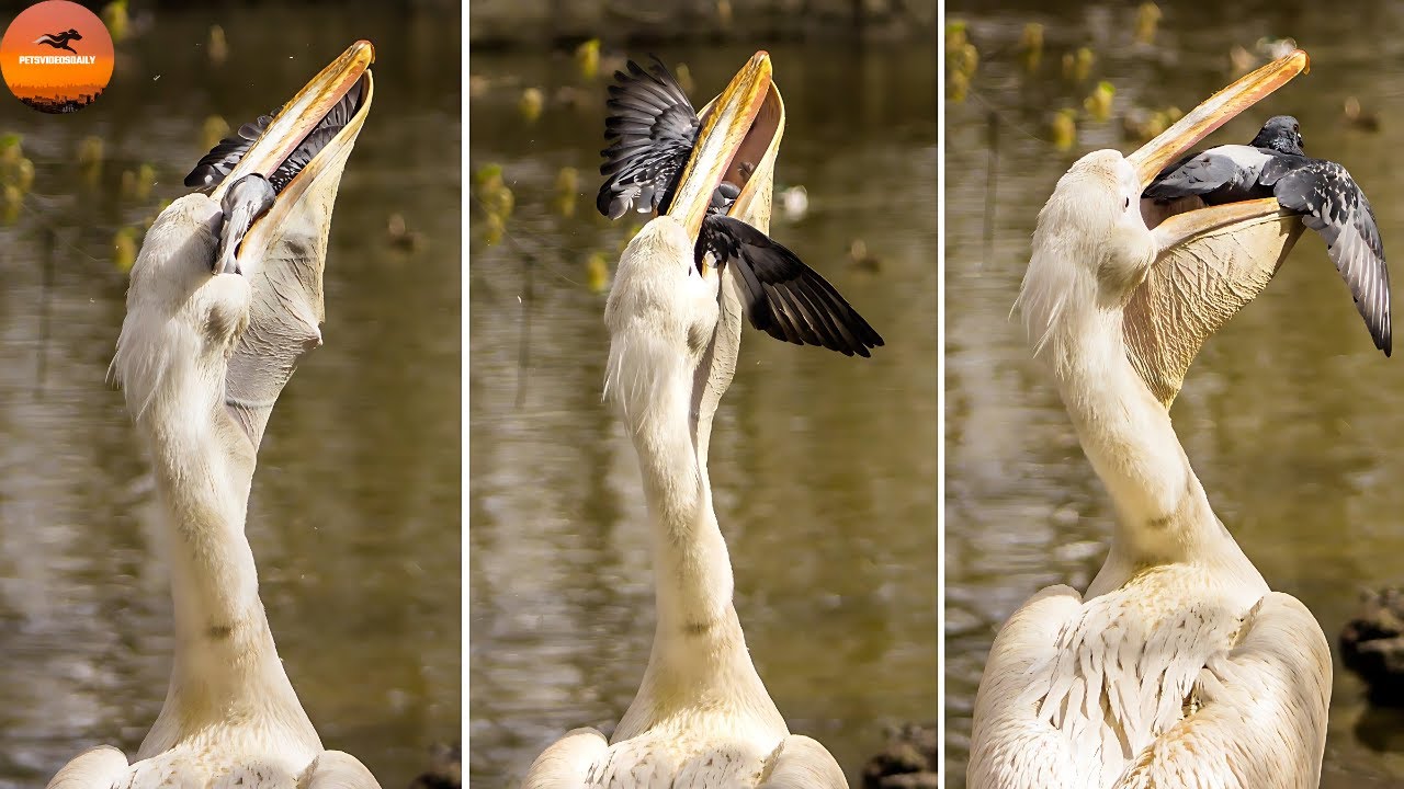 Birds Eating Other Birds: BRUTAL Moments - YouTube