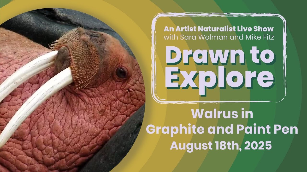 Walrus in Graphite and Paint Pen | Drawn to Explore - YouTube