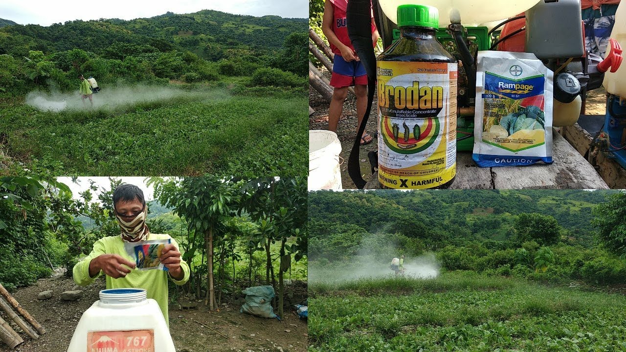 mag spray sa pechay ng brodan pang insecticide & rampage - YouTube