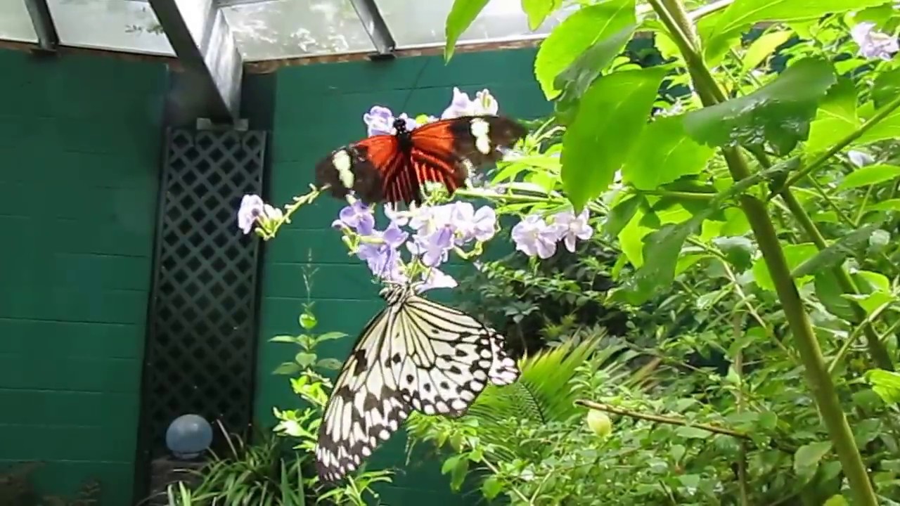 The Butterfly Place Westford MA Part II - YouTube