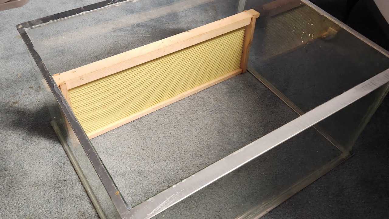 See-through Bee Hive - How it's made - Bee Aquarium - Apis Biologix ...