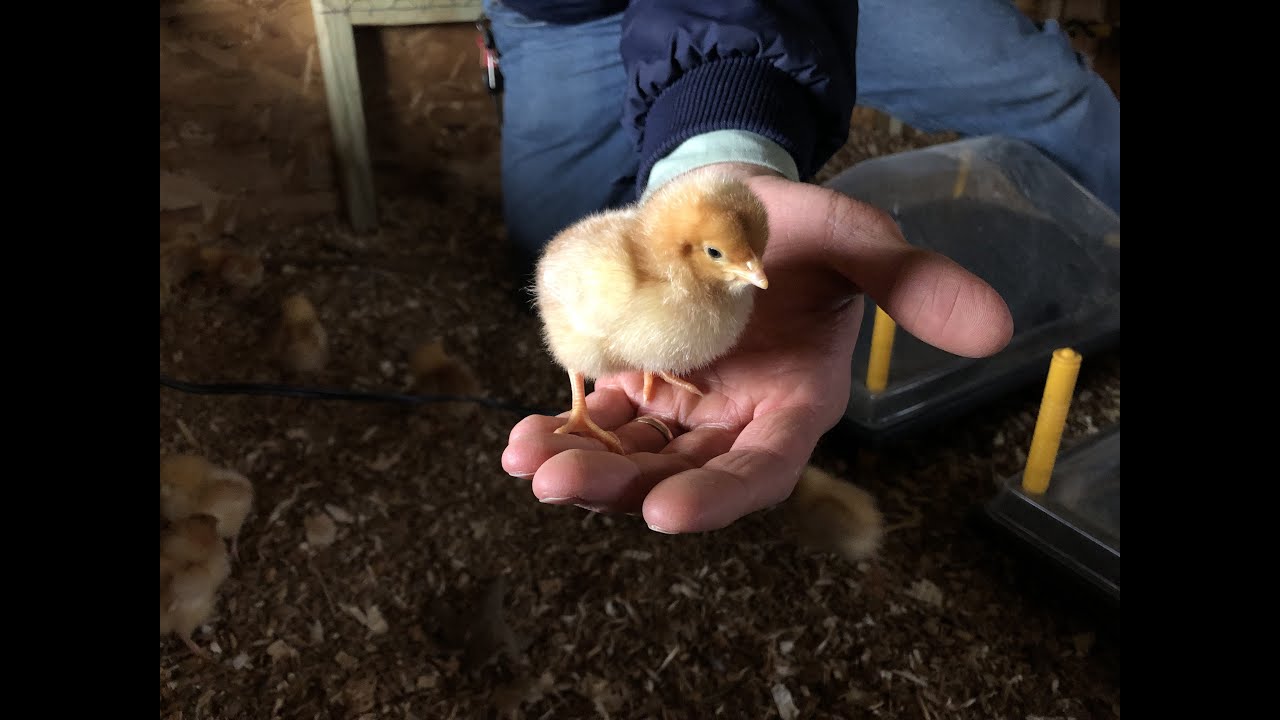 Checking on Our Chickens - YouTube