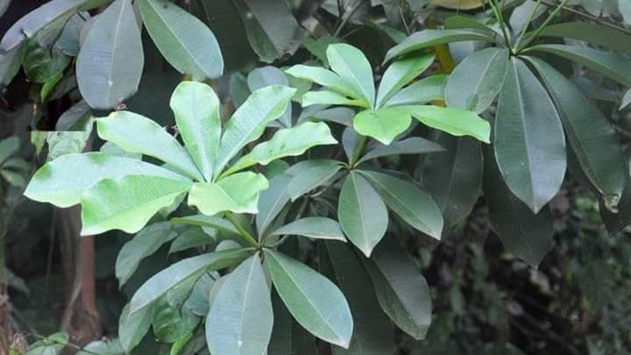 AHOMA BOSSOM DUA🔥🙌 IS A SPIRITUAL HEALING TREE - YouTube