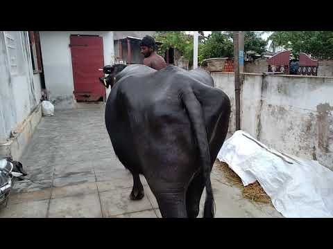 Buffalo for sale nellore 7989704466,9885632892 - YouTube