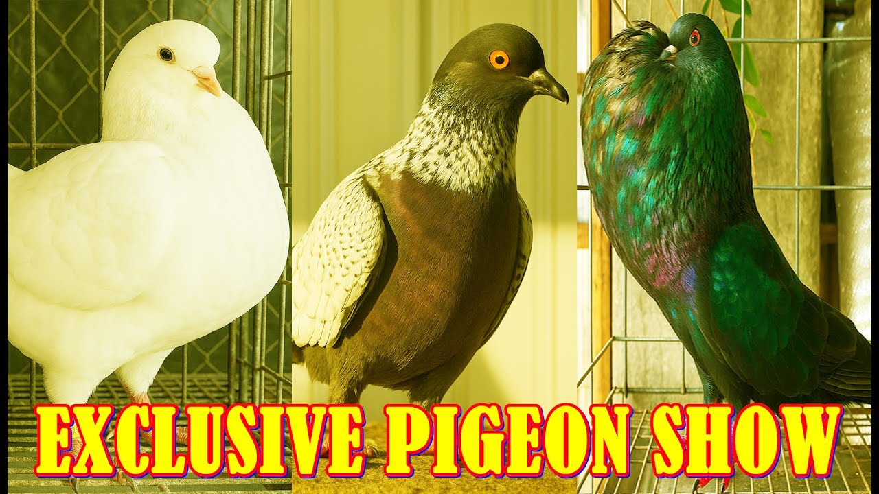 7 Rare & Elegant Fancy Pigeon Breeds | Exotic Colors & Info - YouTube