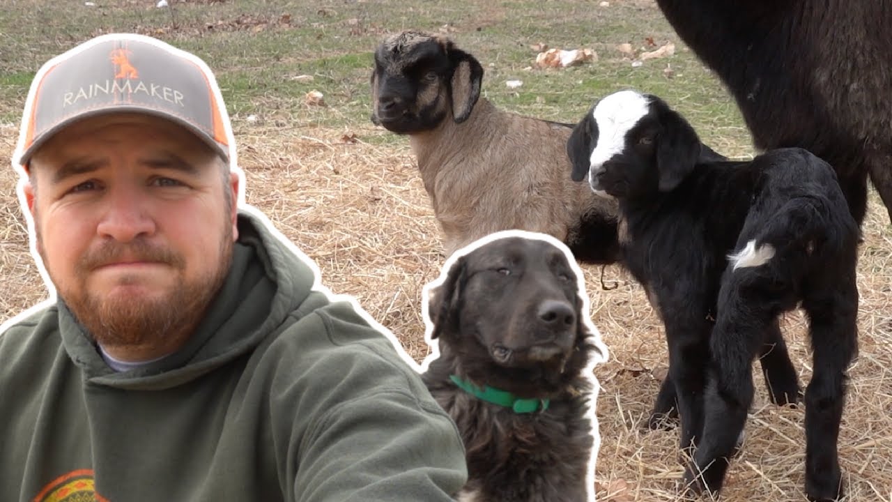 LIVESTOCK GUARDIAN DOG BEING TOO PROTECTIVE WITH NEW BABY GOATS? - YouTube