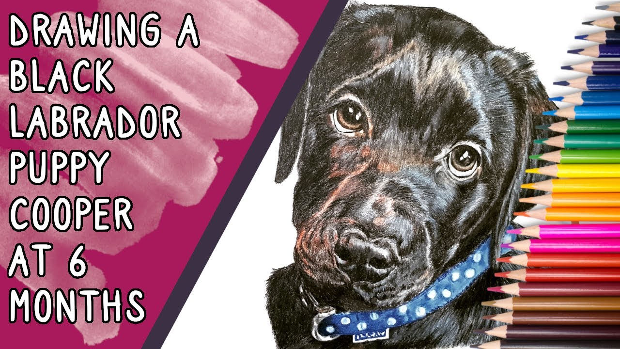 Drawing a Labrador puppy with prismacolor - Cooper at 3 months - YouTube