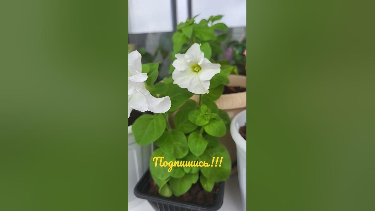 Петуния Белый шар из семян #садоводство - YouTube