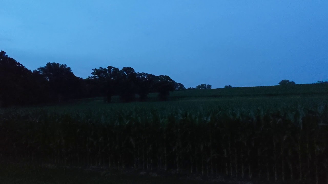 Minnesota fireflies - YouTube