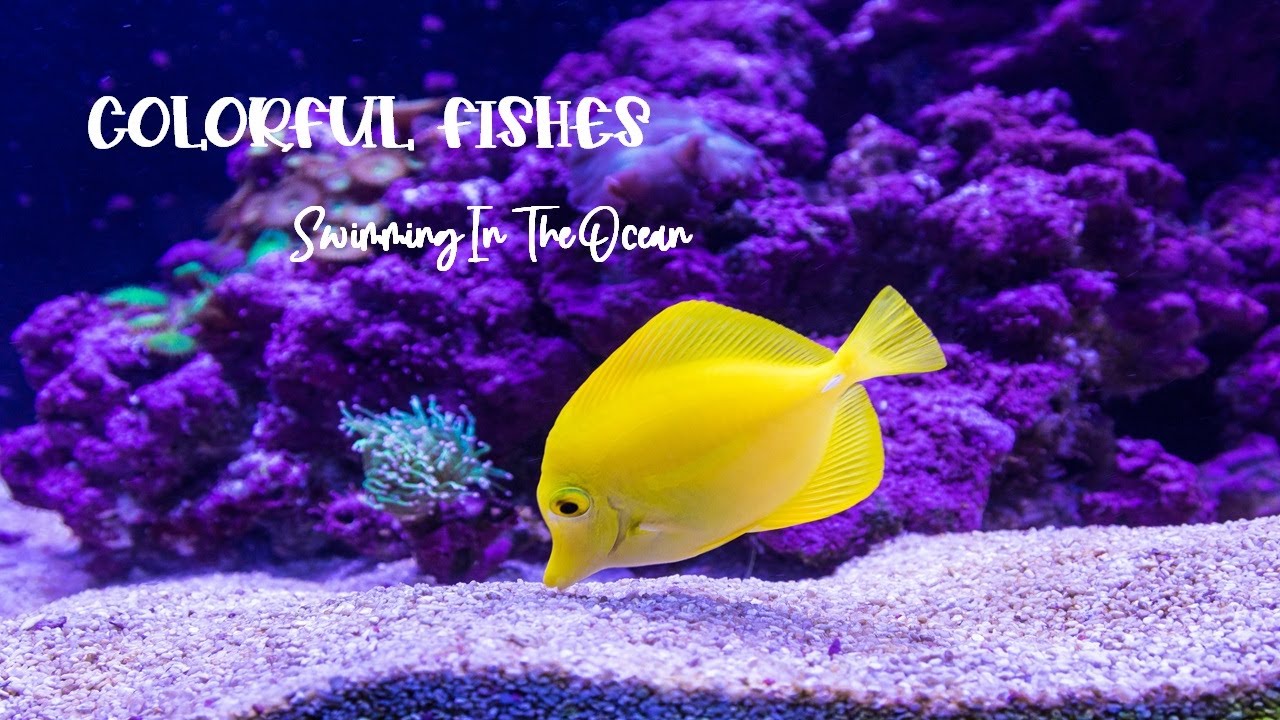 Most beautiful color fishes swimming in the ocean - YouTube