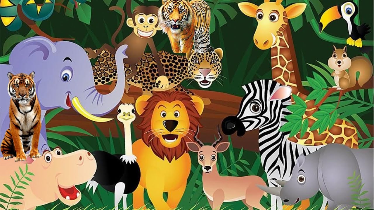 Zoo Animals | Zoo Animals for Kids: Rhino,Zebra, Lion, Tiger, Cheetah ...