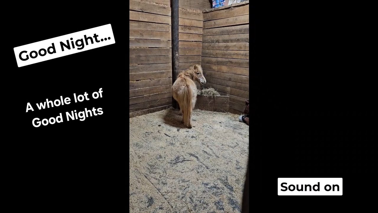 A whole lot of Good Nights, tucking all the #rescueanimals in for the ...