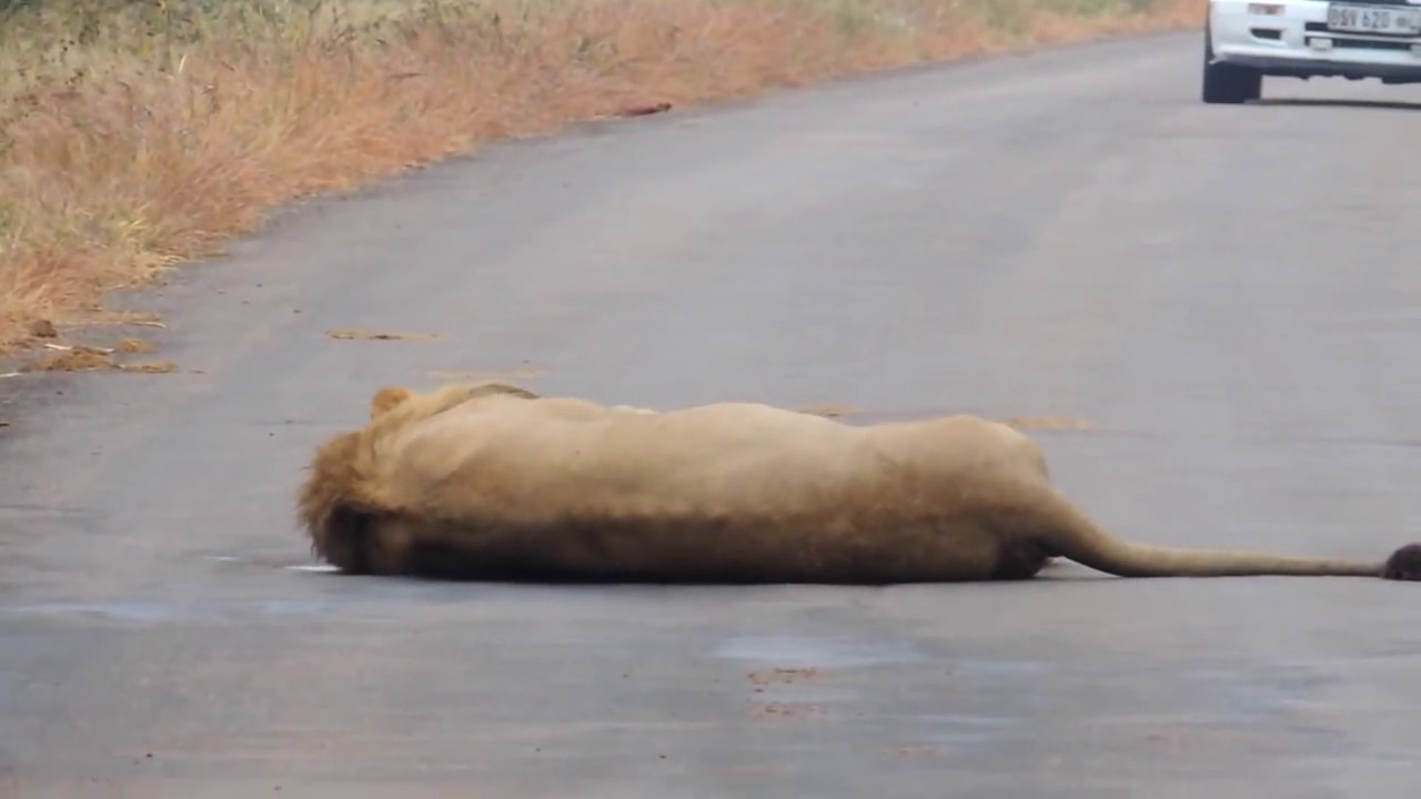 STRANGE LION BEHAVIOR - YouTube