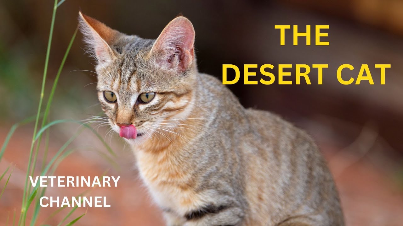Sands of Mystery: Unveiling the Enigmatic Desert Cat of Africa and the ...