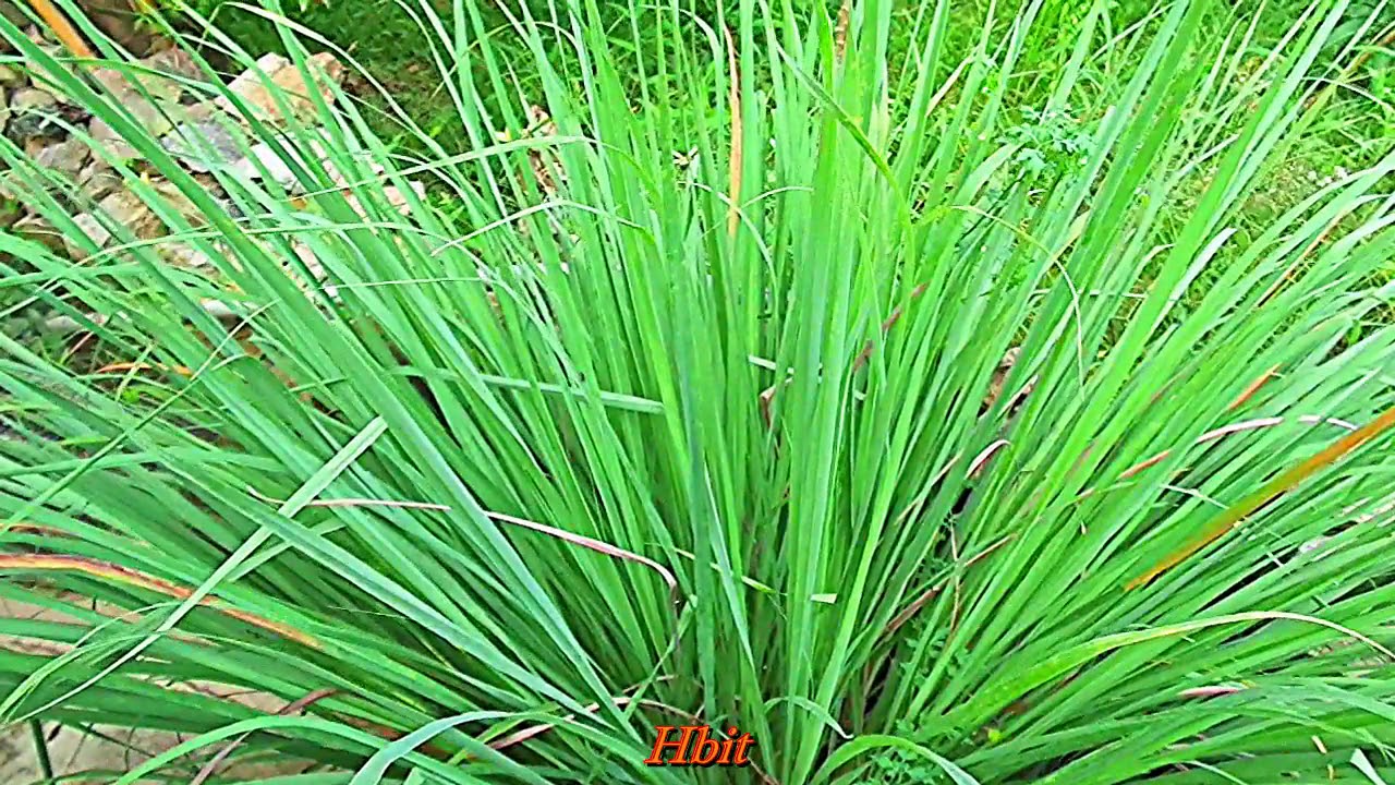 Cymbopogon citratus/Sera - YouTube