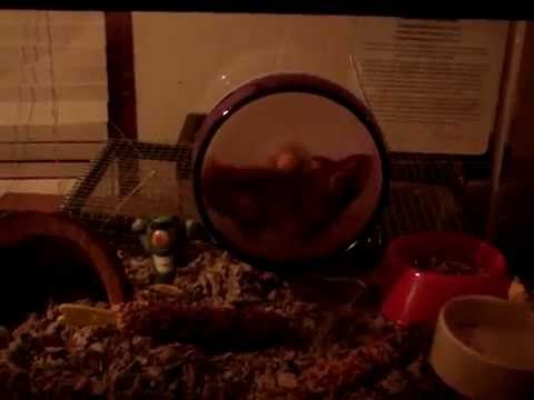 microwaved hamster - YouTube
