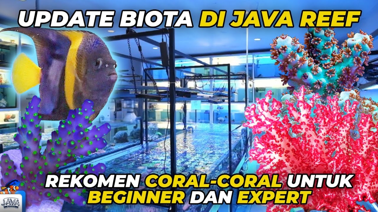 UPDATE BIOTA JAVA REEF - CORAL UNTUK PEMULA SAMPE EXPERT ADA DISINI ...