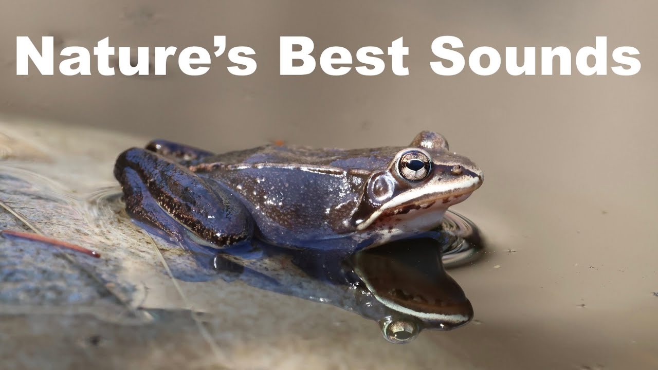 Nature's Best Sounds - YouTube