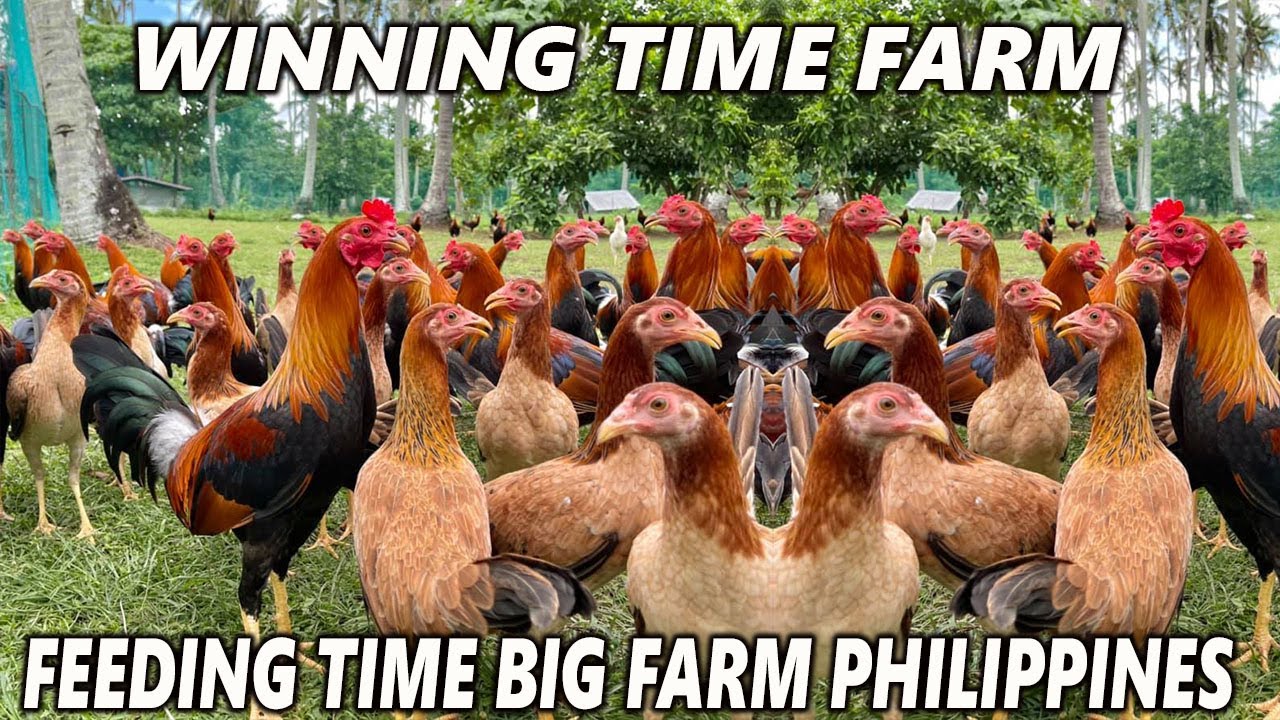 Beautiful View FEEDING TIME Big Farm In The Philippines WINNING TIME ...
