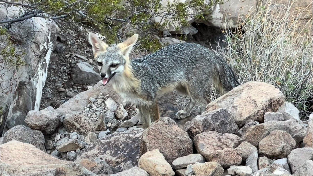 Grey Fox waiting on the water man! - YouTube