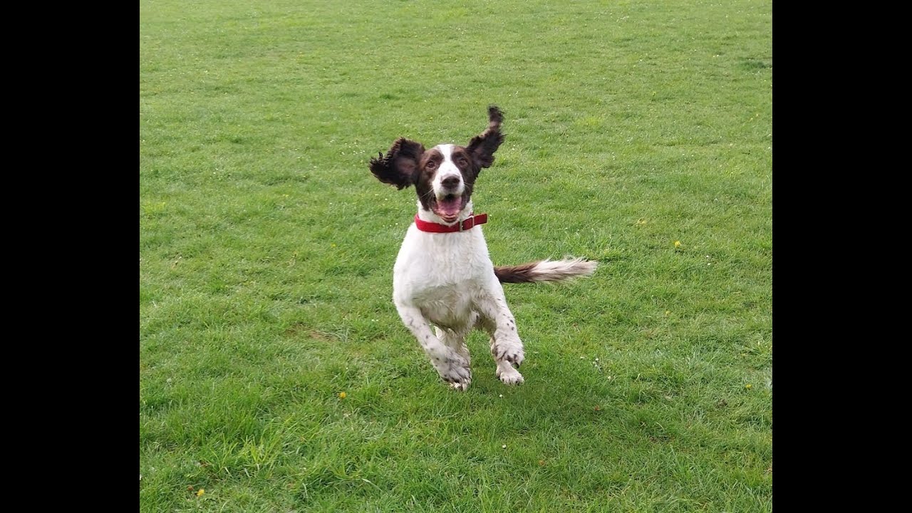 How's Zak doing? Crazy Springer Spaniel! #dogs #recovery # ...