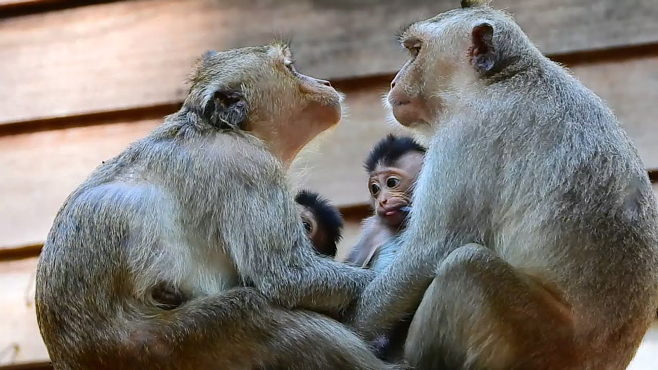 Ada and Vikki Face to Face - YouTube