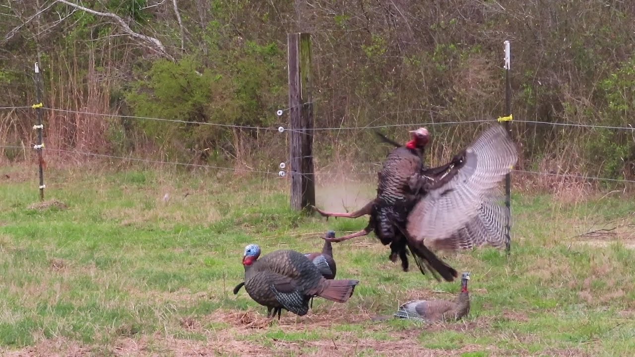 Wild Turkey Kill Shot Compilation - YouTube