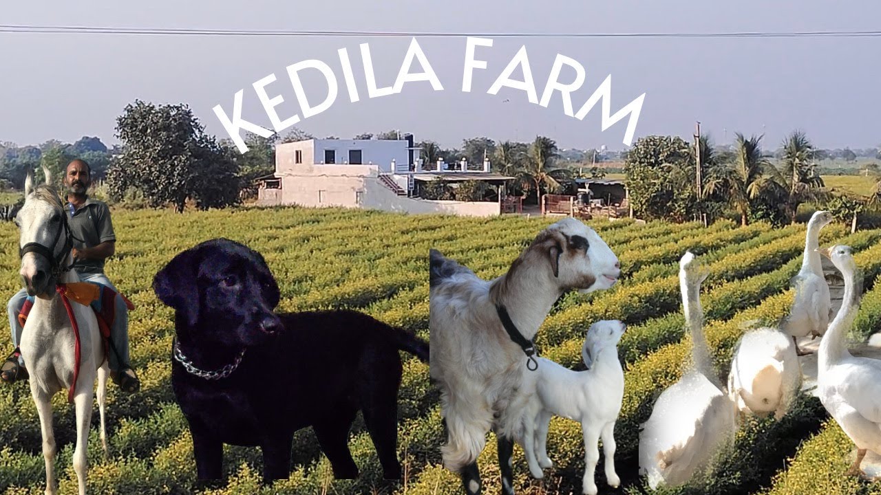 kevadra kedila farm ni moj @chitladani - YouTube