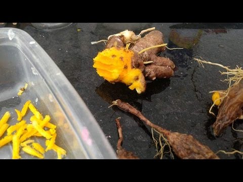 AÇAFRÃO DA TERRA - Como é a planta e como se faz - YouTube