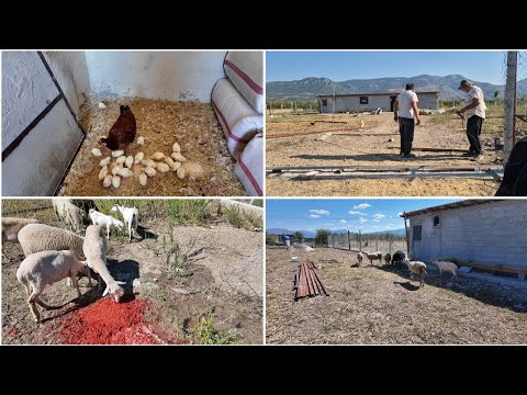 24 CİVCİV'e ANNELİK YAPIYOR 😍 KAPI YAPILDI ✅ KEÇİLERLE KAVGA 🥷 