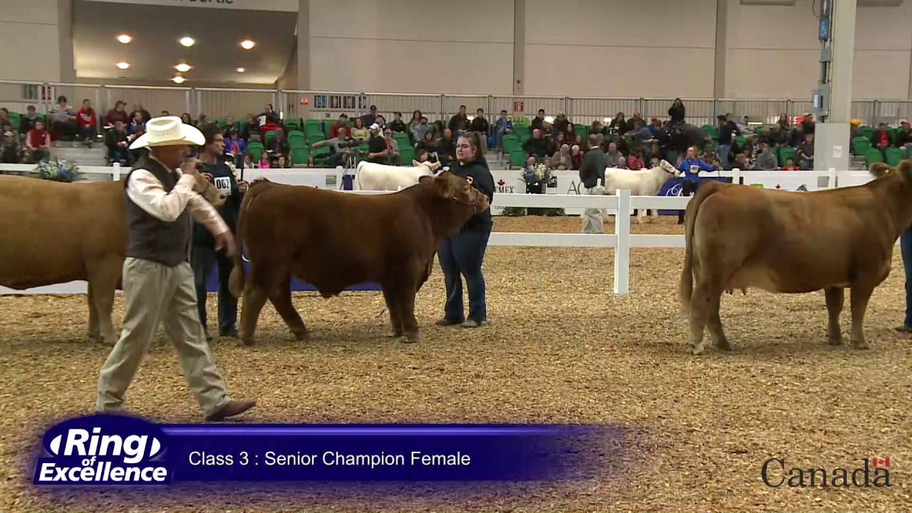 Ring Of Excellence National Simmental Show Part 1 November 5th - YouTube