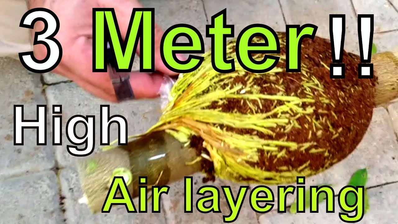 Air Layering citrus tree - YouTube