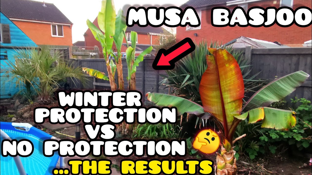Do you need to protect Musa Basjoo for Winter? Protection VS NO ...