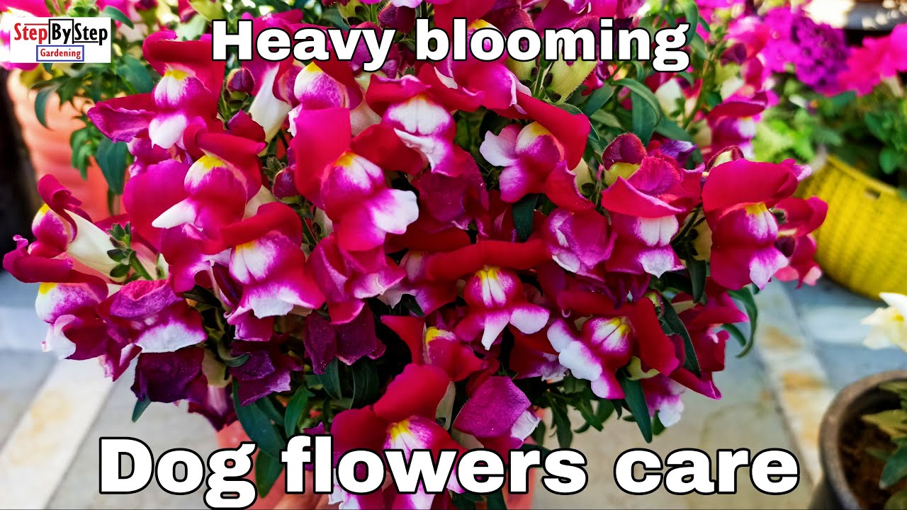 Dog flowers care and propagation - YouTube