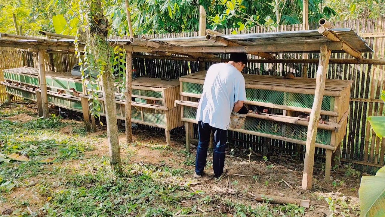 SHAMO CHICKEN FARM - YouTube