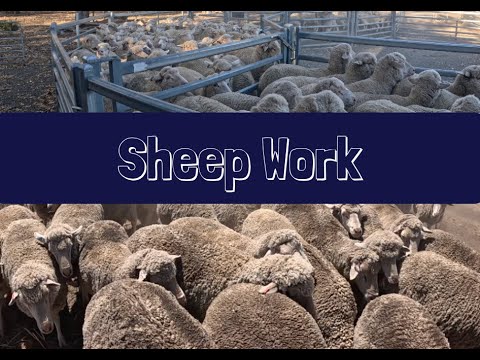 Back into the Sheep Work - YouTube