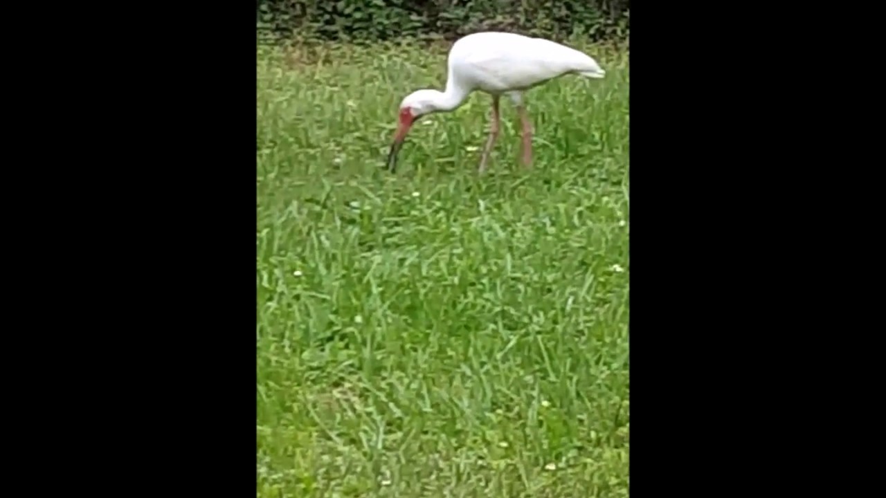 White Ibis Eating Snake - YouTube