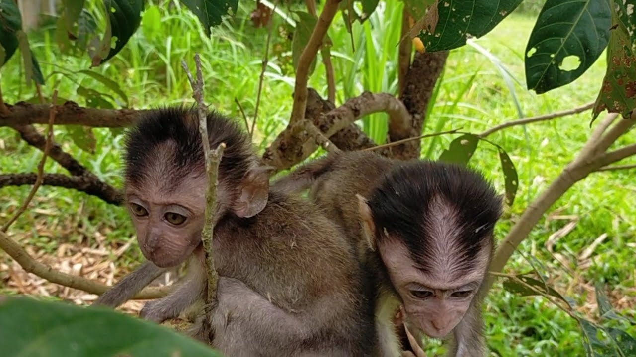 Baby Monkey Kiko and Bon Bon Relaxing in a Tree - YouTube