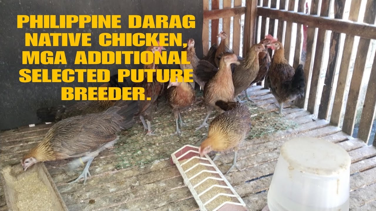 PHILIPPINE DARAG NATIVE CHICKEN, MGA ADDITIONAL SELECTED PUTURE BREEDER ...
