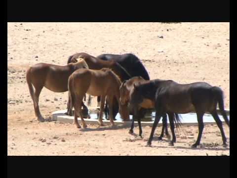 Garub   Wild Horses & Namaqua Chameleon