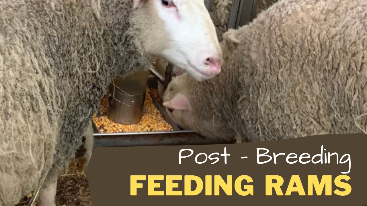 How to Feed Rams Successfully Post-Breeding. They too are very ...