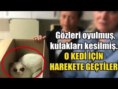 Akın Koçulu'nun \