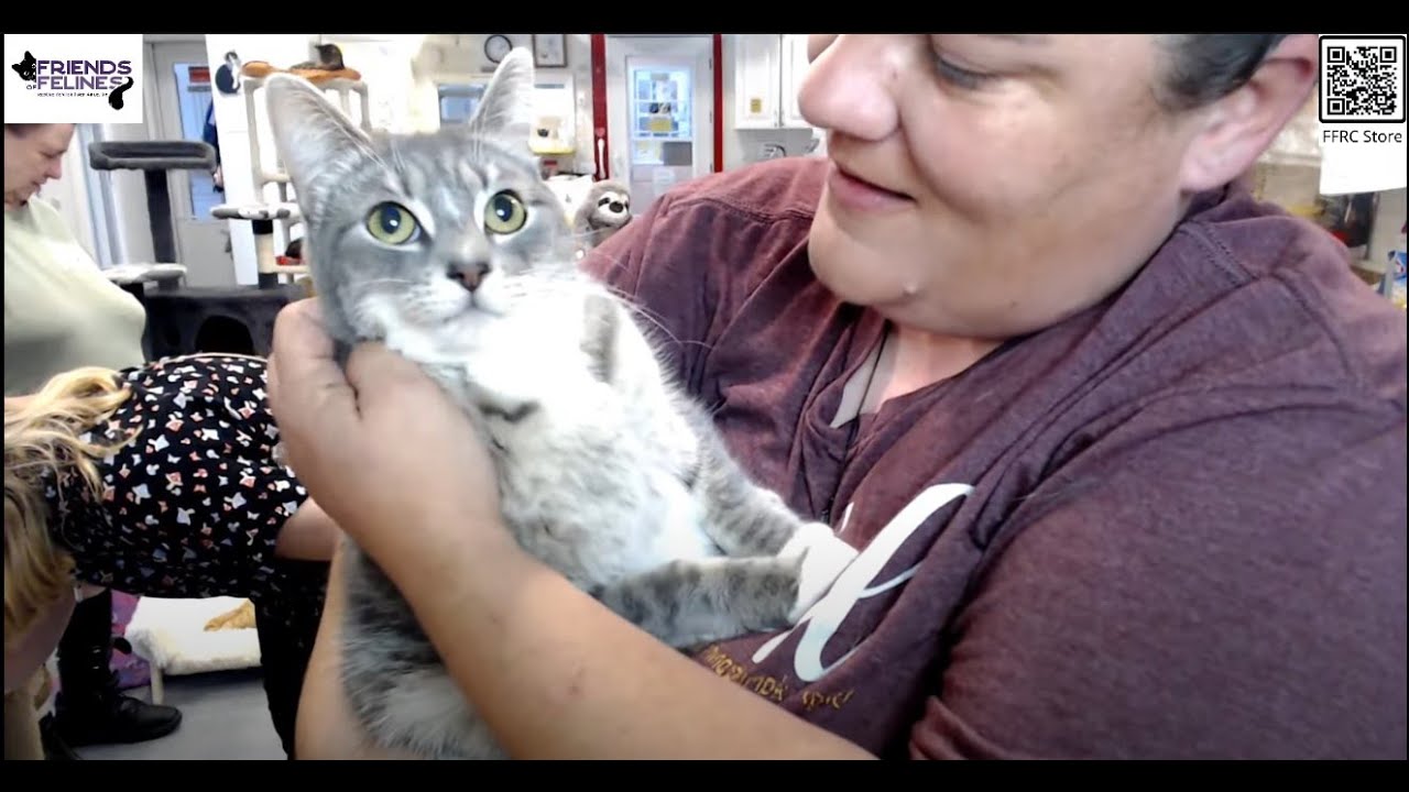 Adoption of Wixx 09-20-2024 Friends of Felines Rescue Center (FFRC ...