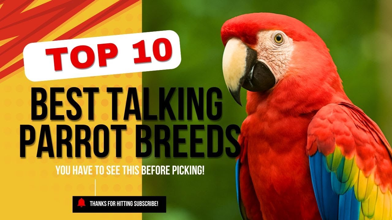 Top 10 Smartest Parrots for Home 🦜 Best Talking Parrot Breeds - YouTube