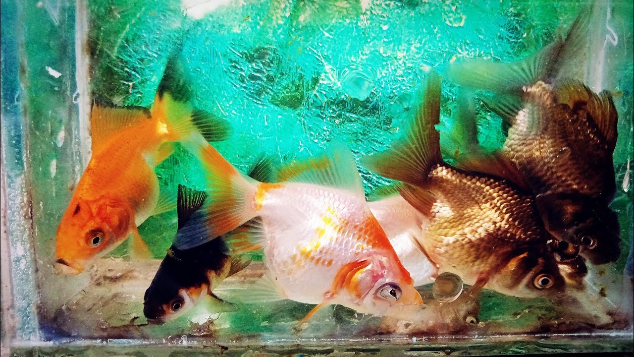 Ruykin Baby Fish Update// How to Grow Goldfish Color - YouTube