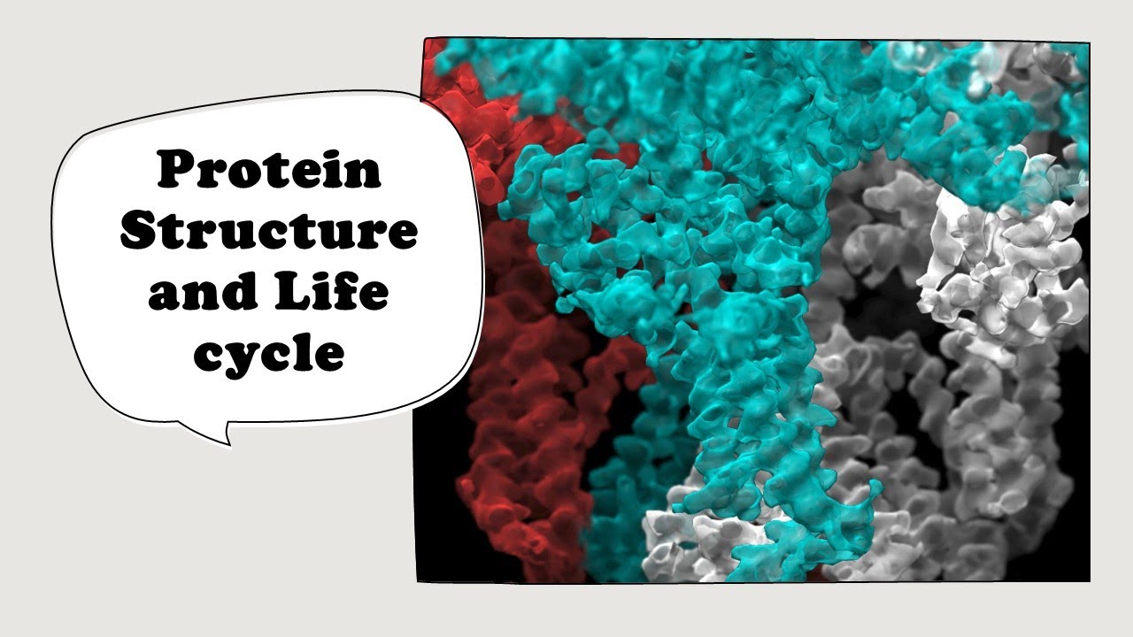 Life Cycle of Protein (Part-1)||Proteins structure-primary, secondary ...