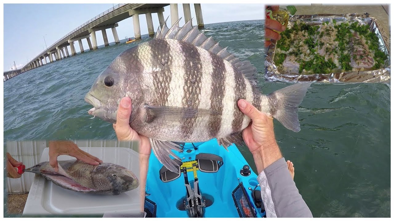 Cooking sheepshead fish - gulfapplications