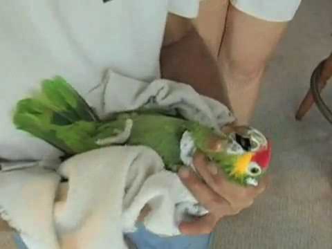 How to Hold a Parrot - YouTube